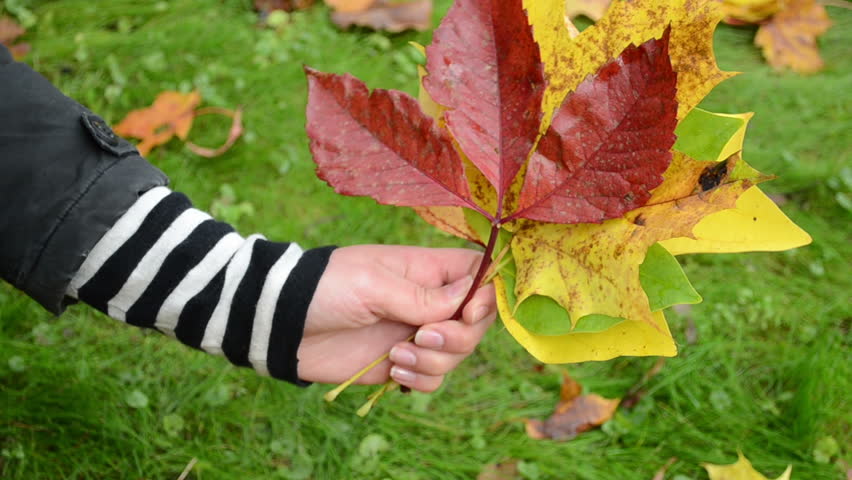 Man's Hands Pick Up Colorful Autumn Leaves From The Ground And Shows ...