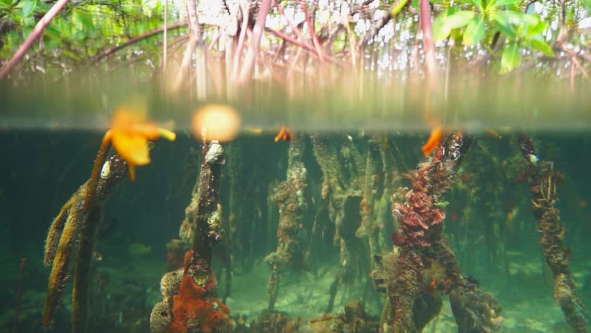 Mangrove Tree Roots Above And Below Water Surface In The Caribbean Sea Panama Stock Footage