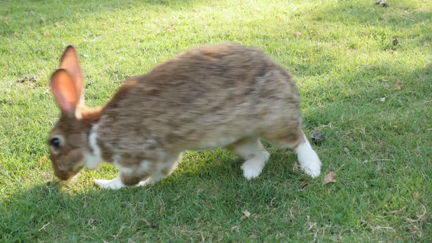 Close Up Of A Rabbit Cleaning Itself Stock Footage Video 3916283 ...