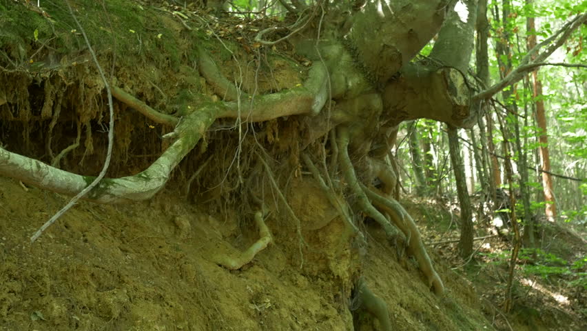 Pulling Out Tree Roots Stock Footage Video 1934107 - Shutterstock