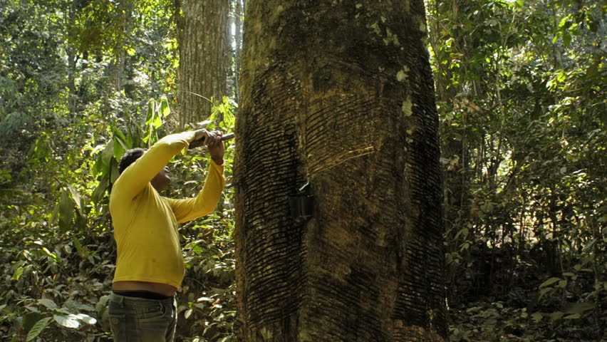 Brazil. September 2014: Rubber Tapper In The Amazon Rain Forest ...