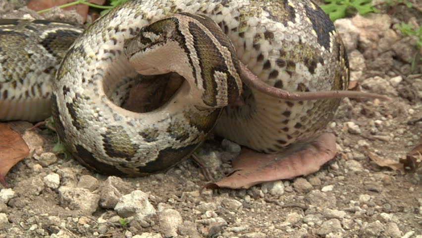 Inland Taipan Entering Burrow, Finds Rat, Opens Jaw And Eats Rat. Of ...