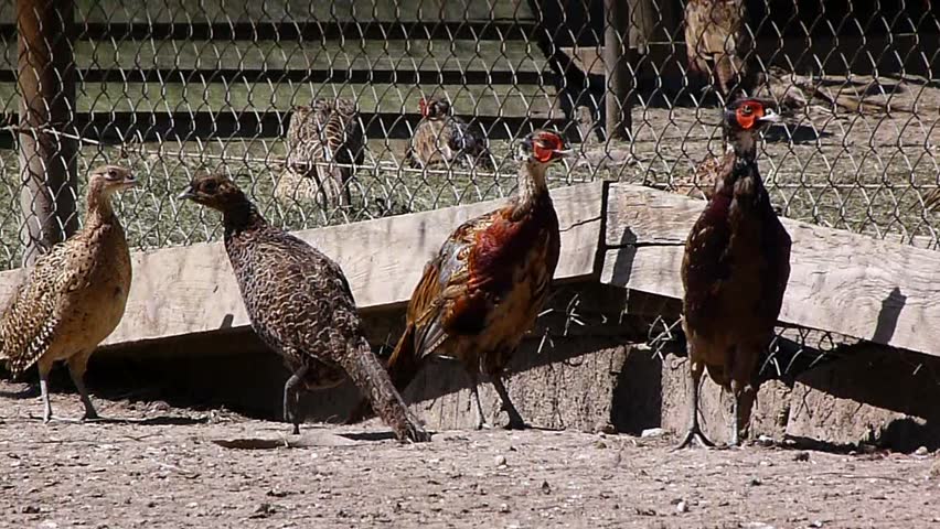 Pheasant Farm Stock Footage Video 2647955 - Shutterstock