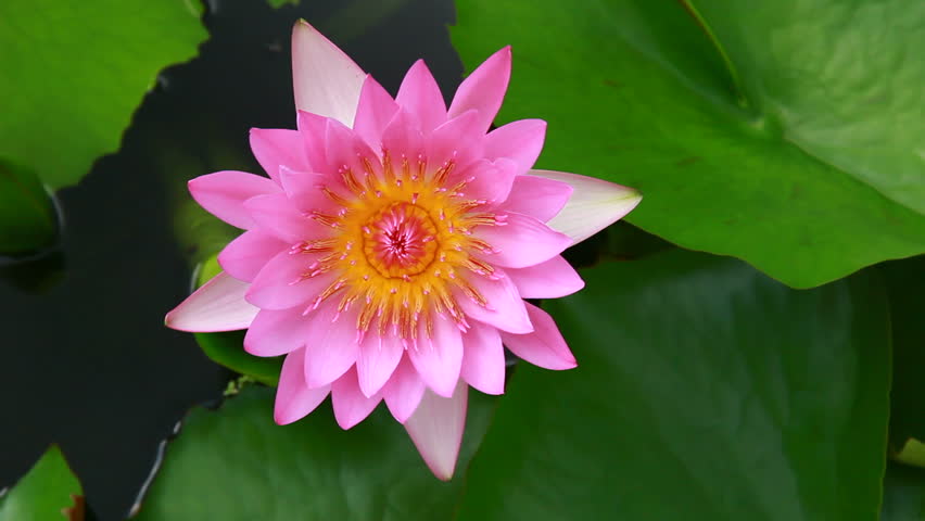 Aerial View To Wilde Lotus Field Stock Footage Video 6858364 - Shutterstock
