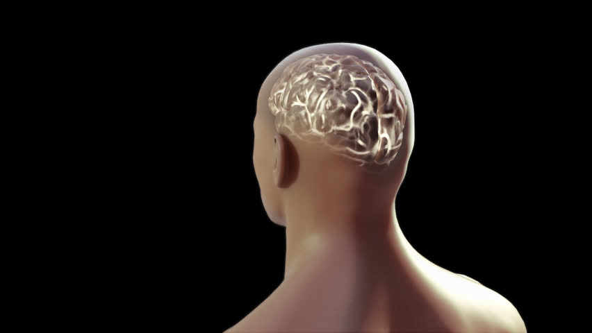 Full 360 View Of The Glowing Human Brain Through A Translucent Skull Of ...