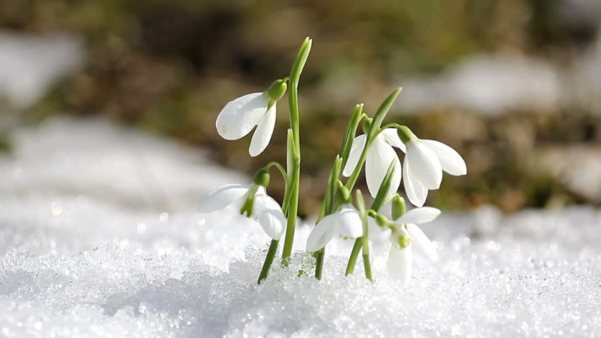 Snowdrops In Lightly Snow-covered Ground. The Flowers Are Blown Around ...