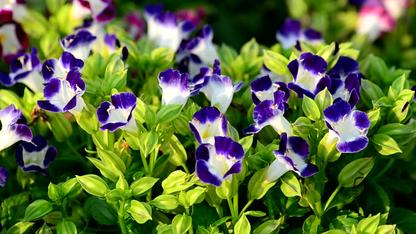 Torenia Flower Stock Footage Video 3613754 - Shutterstock