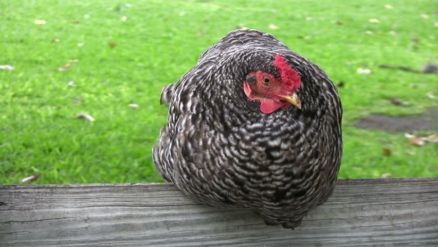 Hen And Chickens Stock Footage Video 1179109 - Shutterstock