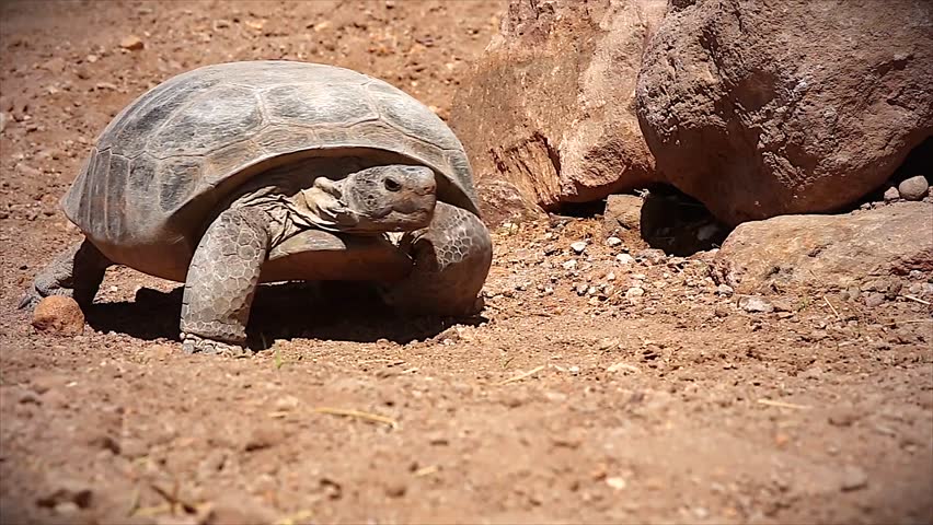 Endangered Bolson Tortoise (Gopherus Flavomarginatus) Walking In The ...