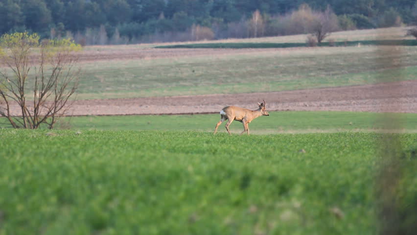 Three Deers Running Away Over Village Spring Field Stock Footage Video ...