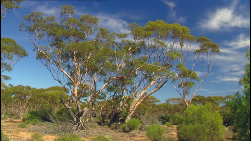 Australian Mallee Woodland Stock Footage Video 11452652 - Shutterstock