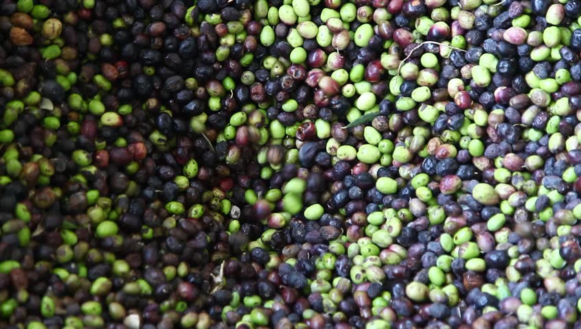 Olive Oil Pressing And Processing NP - Olives Pressed In Family Press ...