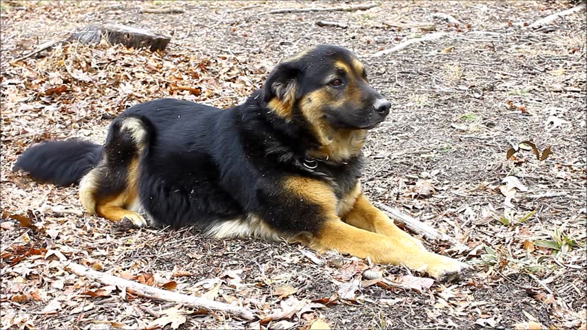 Rottweiler X Chow Chow