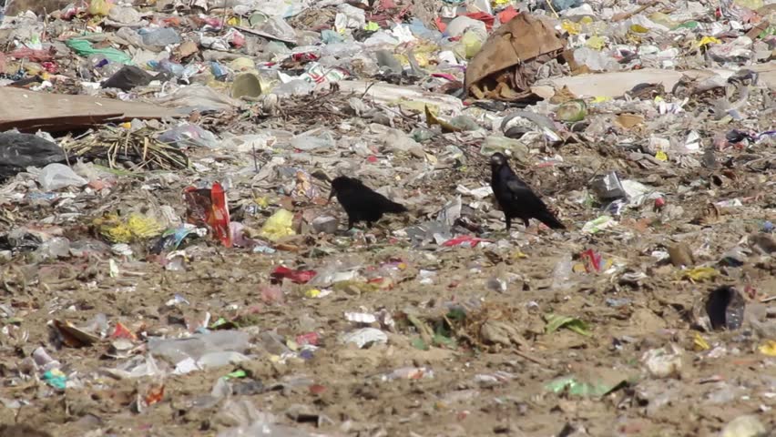 13/35 Crows Walking And Foraging At The Landfill. Birds Pecking On ...
