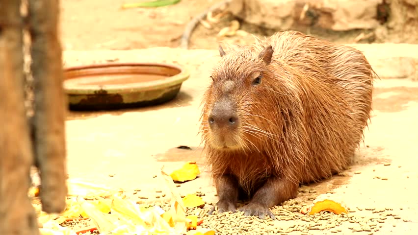 Capybara Eating Food In Chiangmai-nightsafari, Chiangmai Thailand Stock ...