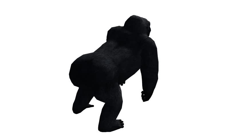 Chimp & Chimpanzee Howl Roaring,Endangered Wild Monkey Animal ...