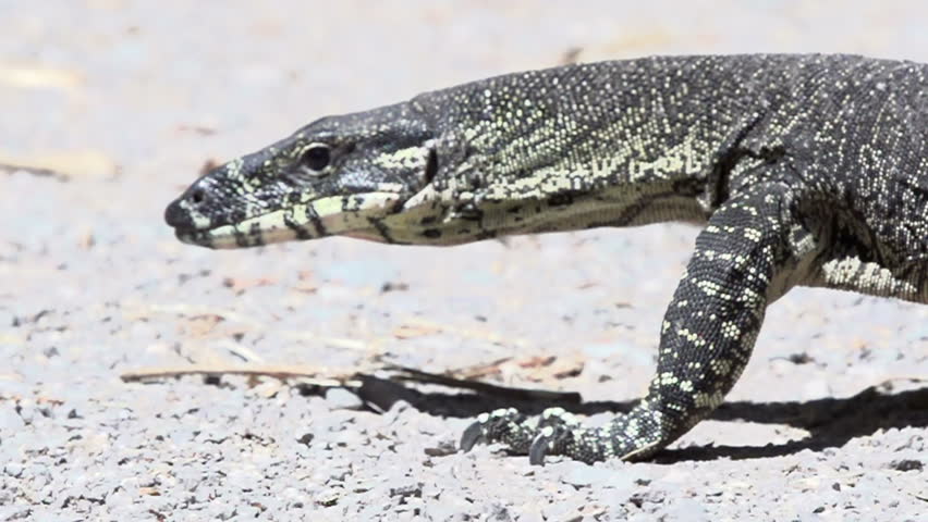 Close Up From A Big Lizard Walking In Slow Motion In The Forest Of ...