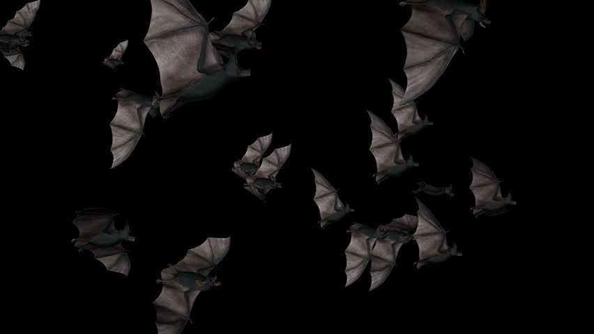 Bat Swarm - Front Flying Transition 2 - Alpha Channel - Aggressive ...