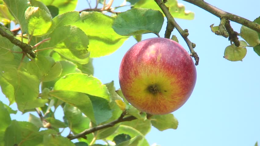 Tasty Apple Is Falling Down From The Apple Tree Stock Footage Video ...