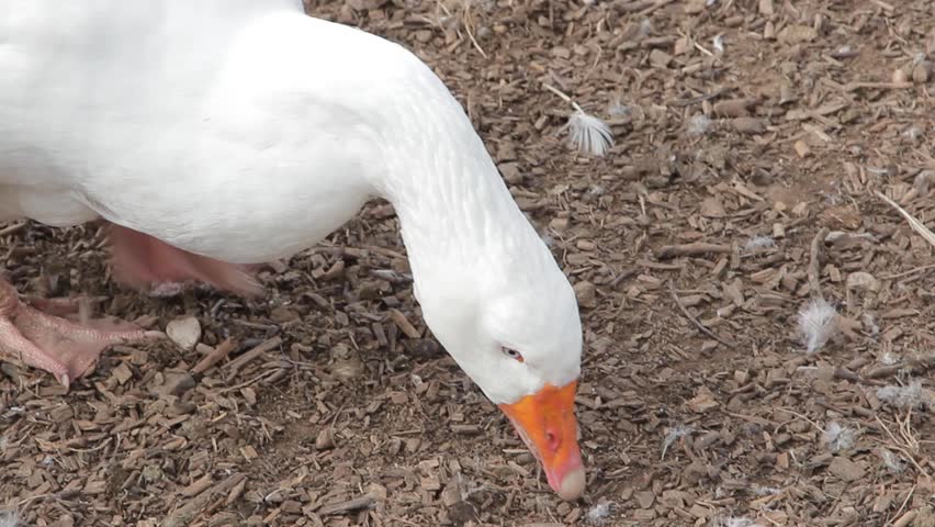 Ducks And Geese Pecking And Feeding In A Pool On A Farm Location ...