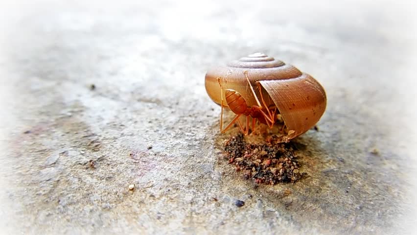 Red Ant Standing On Shell Stock Footage Video 7556101 - Shutterstock