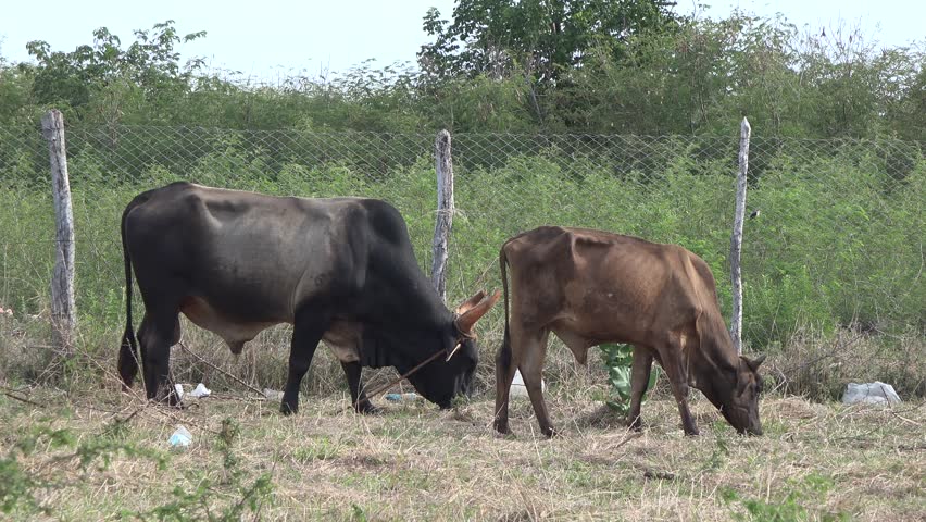 Skinny Cuban Cattle Grazing In Sancti Spiritus Fields. Lean Cows In ...