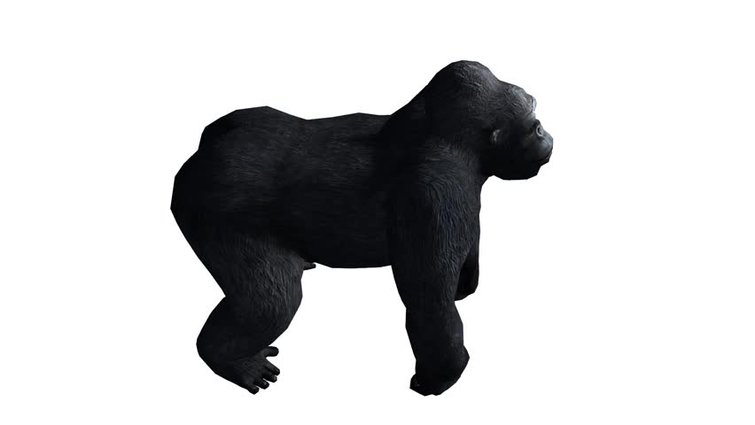 Chimp & Chimpanzee howl roaring,Endangered wild monkey animal ...