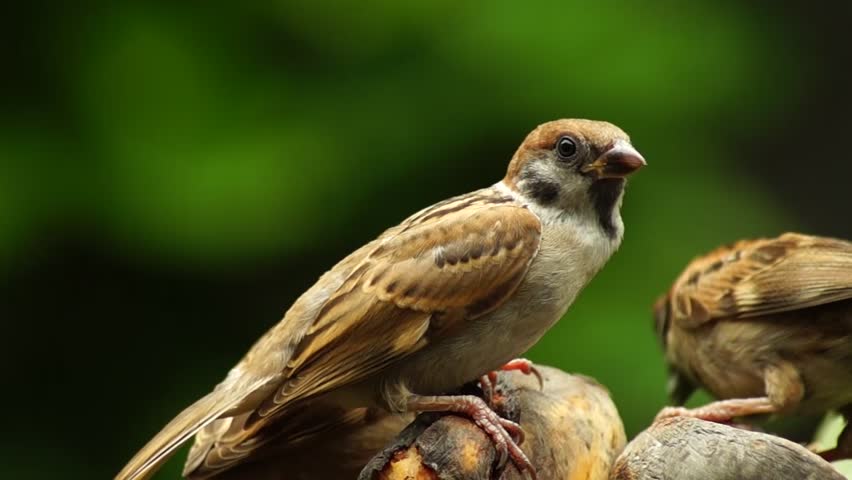Philippine Maya Bird Eurasian Tree Sparrow or Passer montanus perch on ...