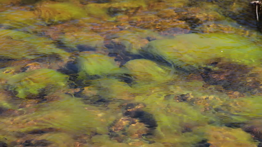 Green Algae In Stream - Green Algae, Such As Beards, Attached To Rocks ...