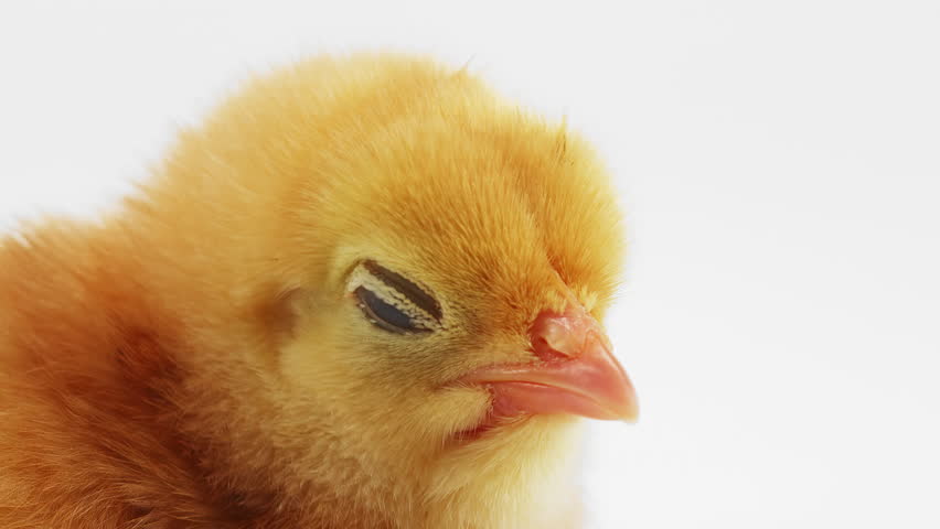 Close Up Of A Baby Chick Chirping Stock Footage Video 9976556 ...